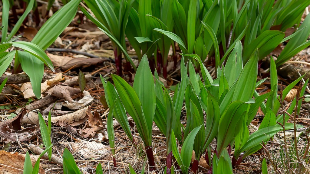 The Love of Wild Ramps in the Appalachian Mountains – Echoes of Appalachia