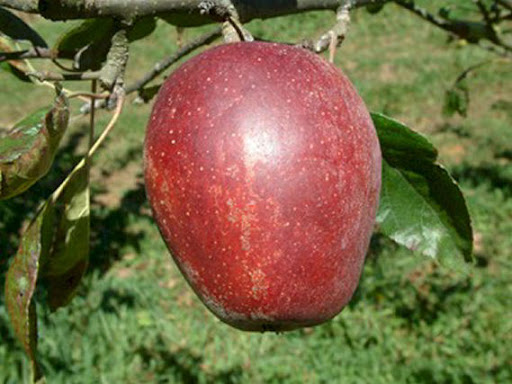 The Real Tradition of Making Apple Butter in Appalachia – Echoes of ...
