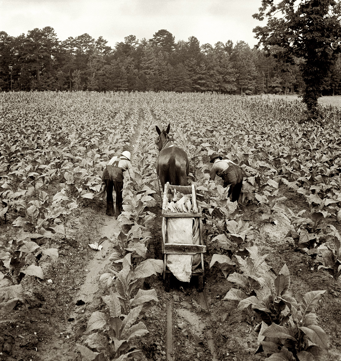 The Real Cost of Tobacco Farming in Appalachia – Echoes of Appalachia