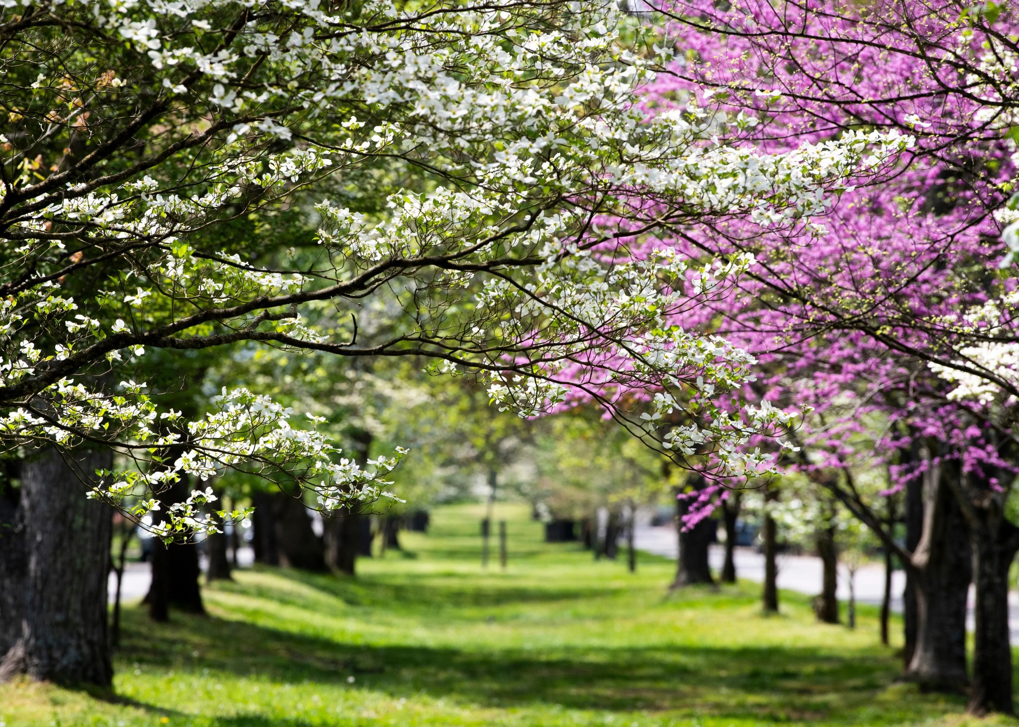The Story of Knoxville’s Dogwood Trails – Echoes of Appalachia