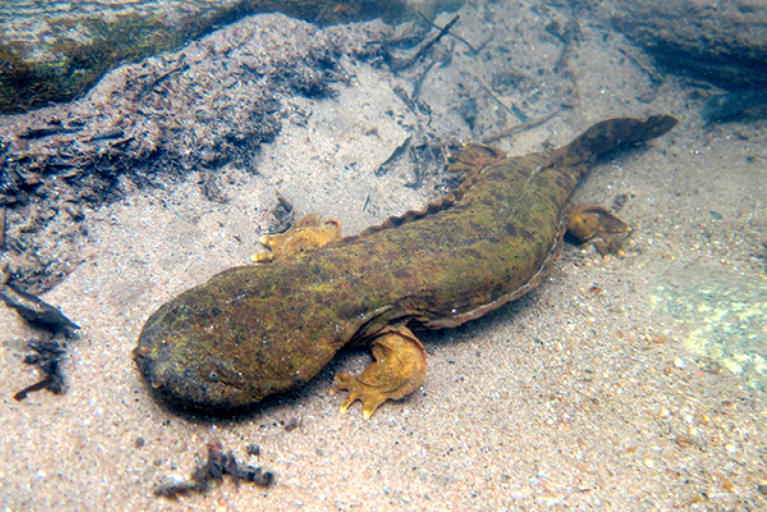 Leave the Hellbender Alone- A Call to Protect Appalachia’s Giant Salamander – Echoes of Appalachia