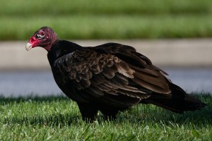 Appalachia Wildlife Mystery: Vulture Deaths in Rocky Mount Creek Raise ...